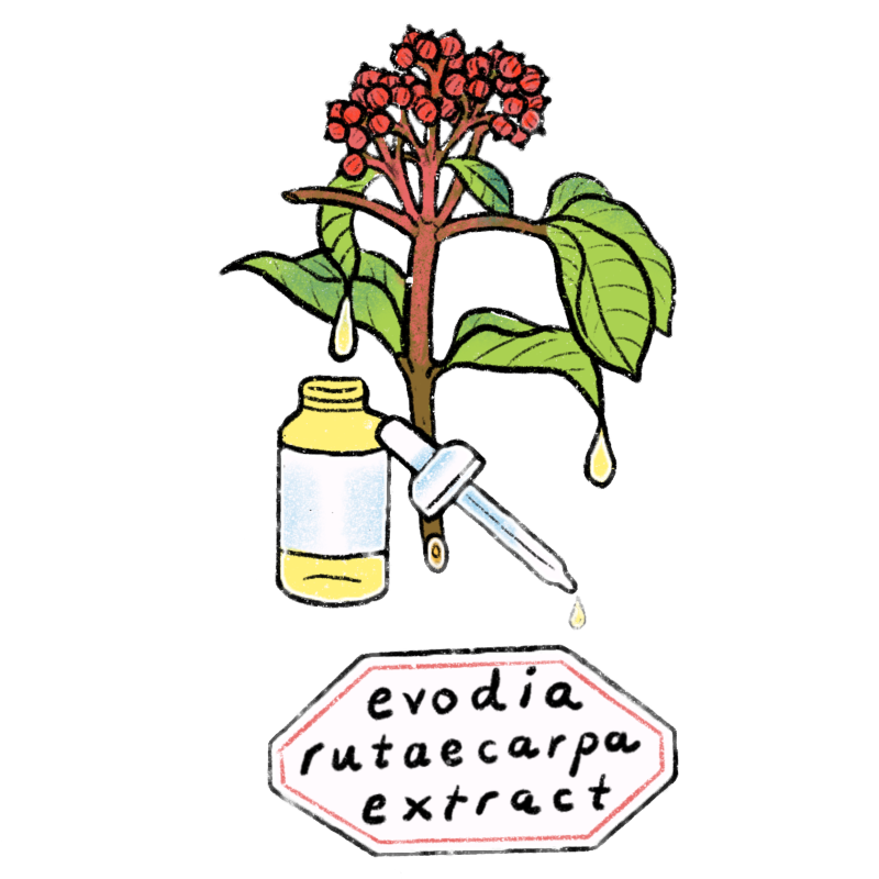 Evodia Rutaecarpa Extract | Wonderflaw